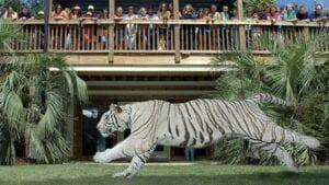 5 Incredible Animal Experiences in Myrtle Beach For the Entire Family ...