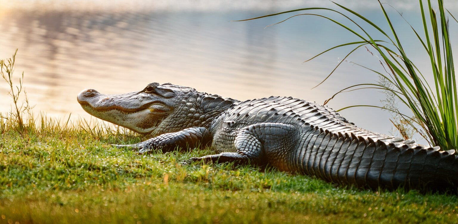 Alligator Adventure Myrtle Beach: Wild Summer Fun! - Myrtlewood Villas